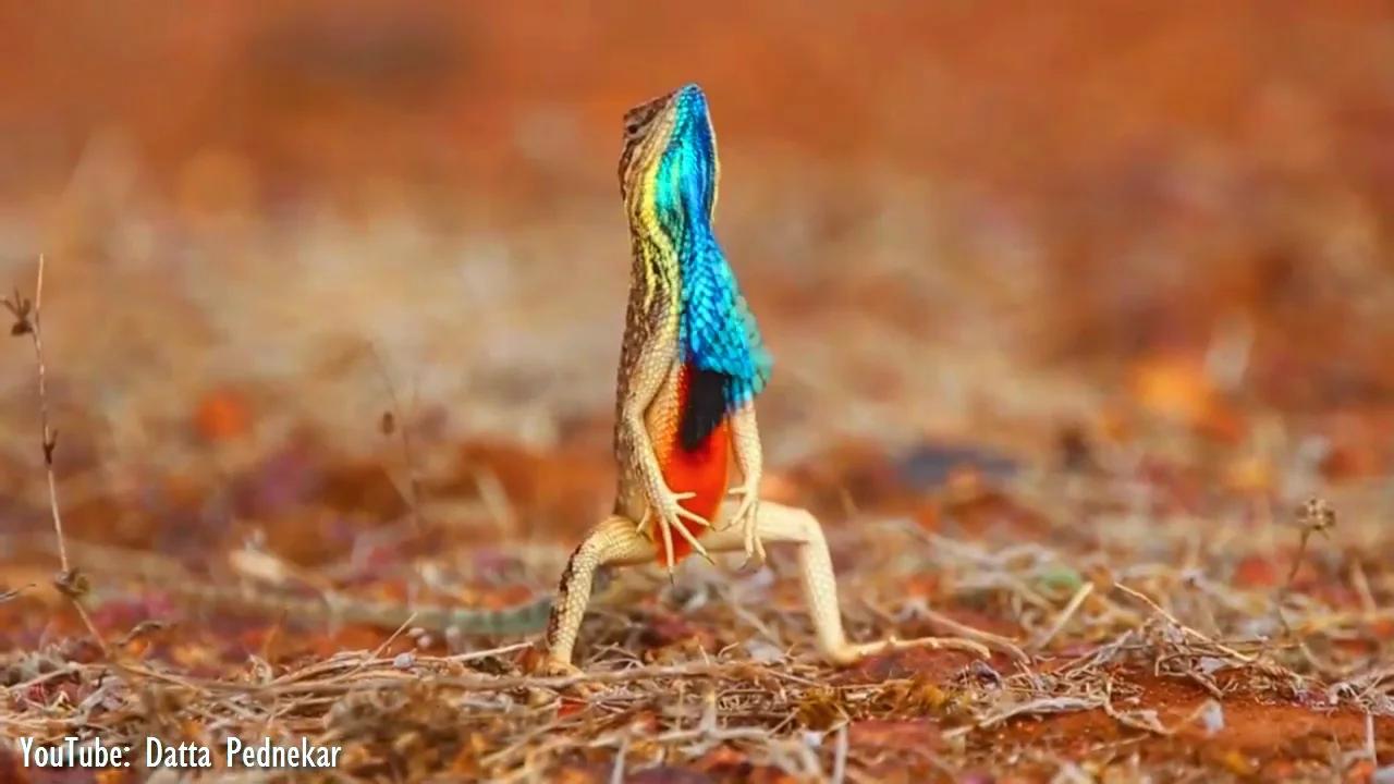 10 Most Beautiful Lizards In The World