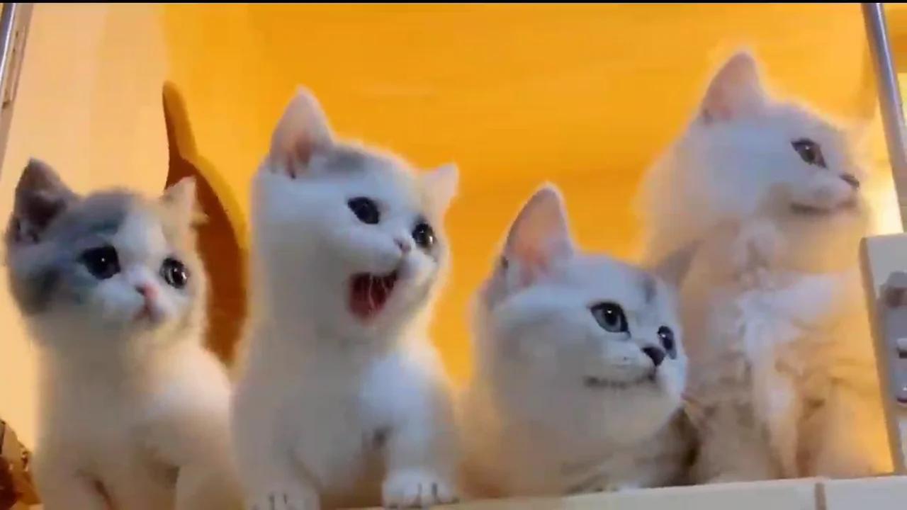 Cat Dance - The Kitty Cat Dance | Fun video | Funny Moment
