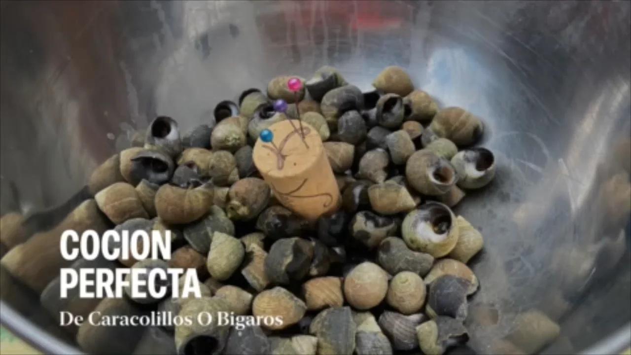 Cocion Perfecta de Caracolillos o Bigaros 🦞🦞🦞