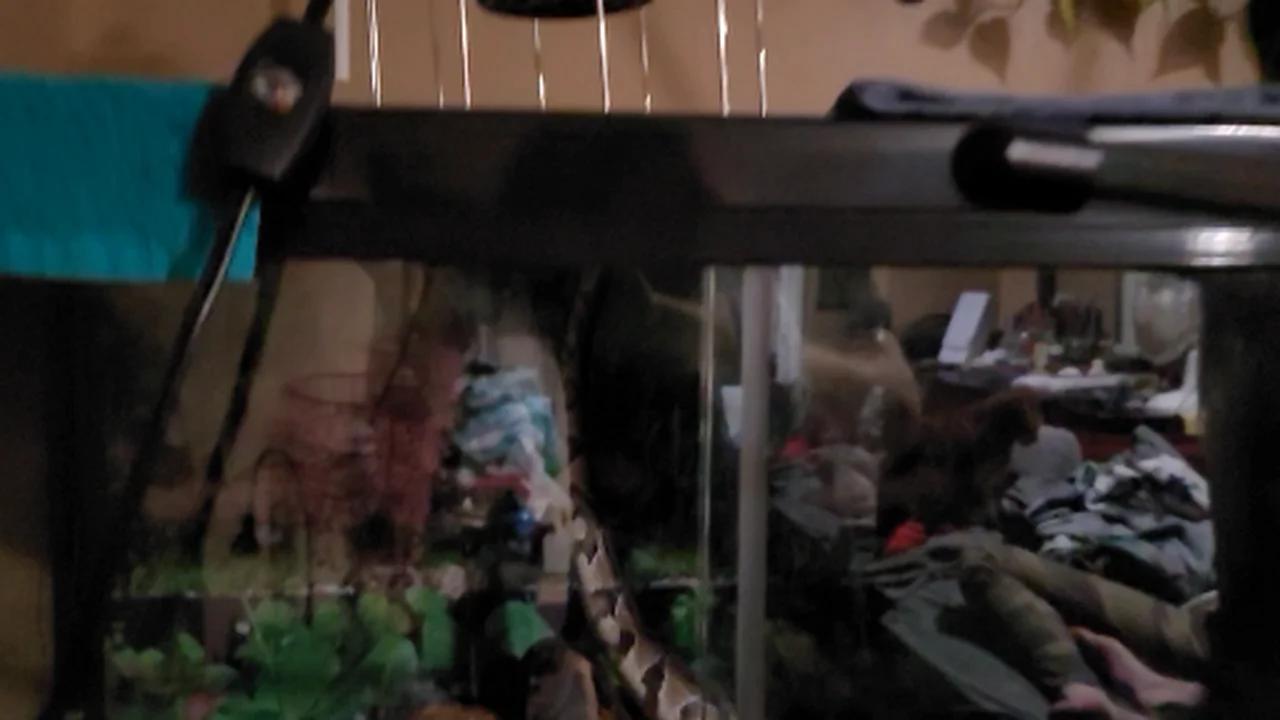 Ball Python Loves Heat Lamp