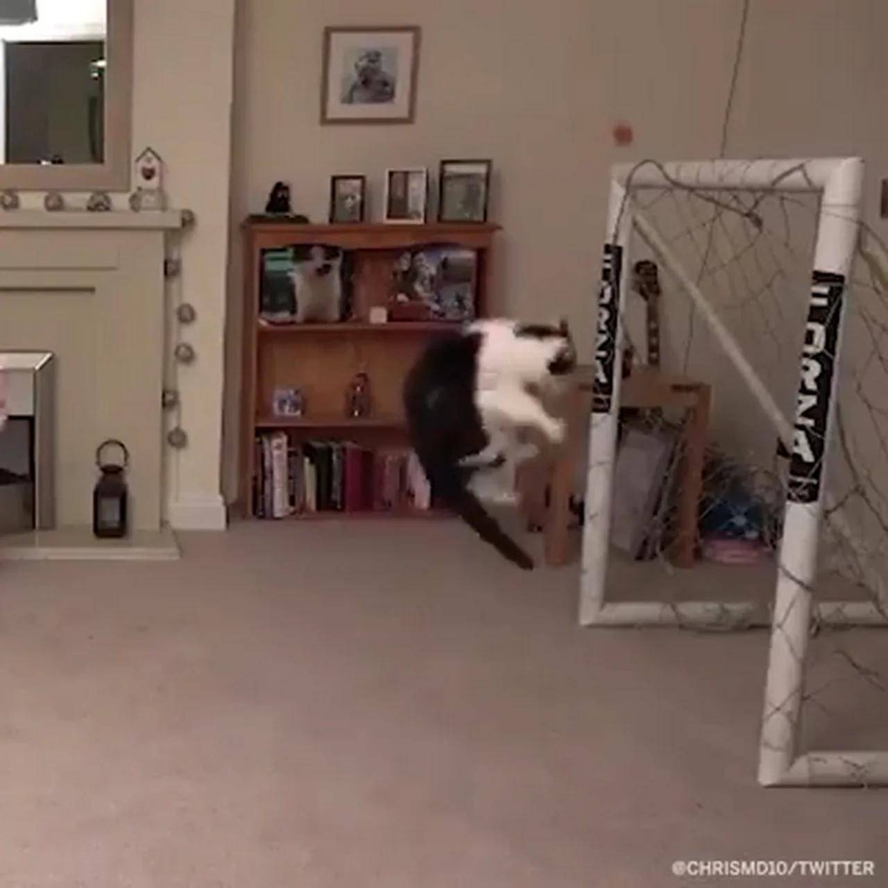 Soccer Cat