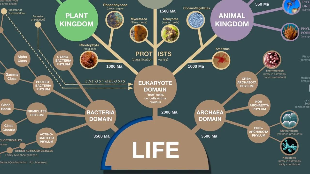 Evolution from Single Cells to Humans