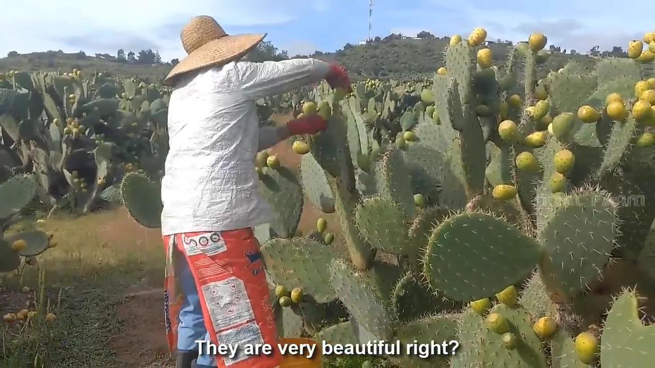 Cactus Fruit Harvesting - Prickly Pear Farm and Harvesting - Desert ...