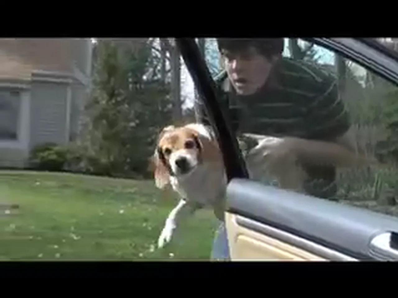 Dognapper - rubydog189