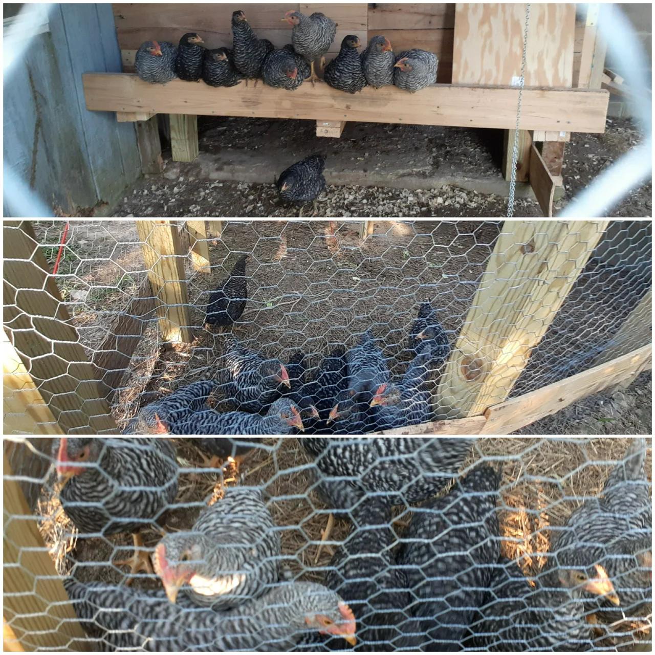 Brave Bird Farms