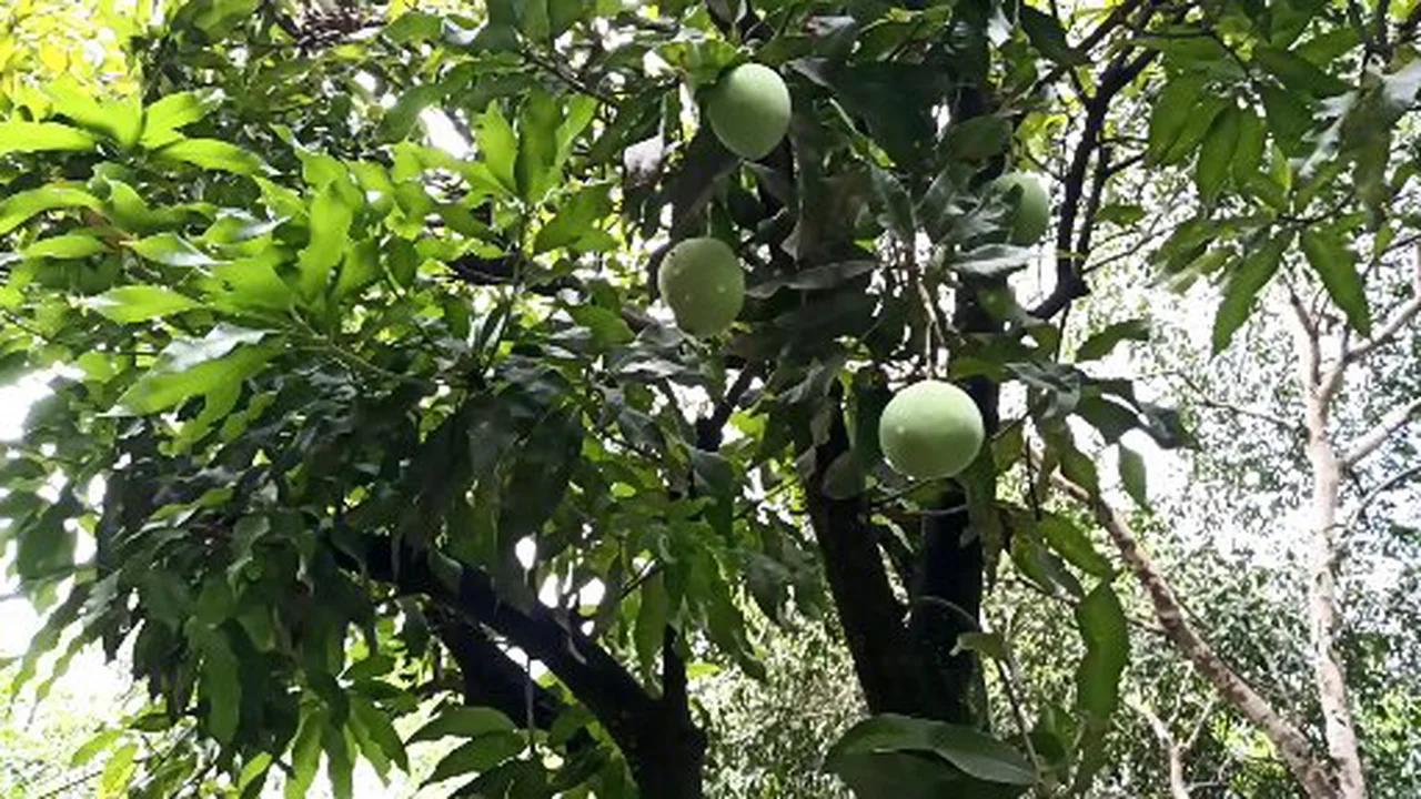 Birds and trees, and mango and mato