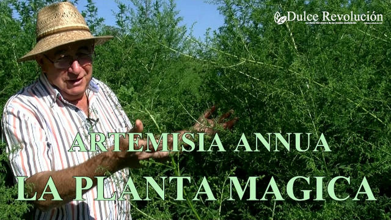 LA PLANTA MAGICA: ARTEMISIA ANNUA