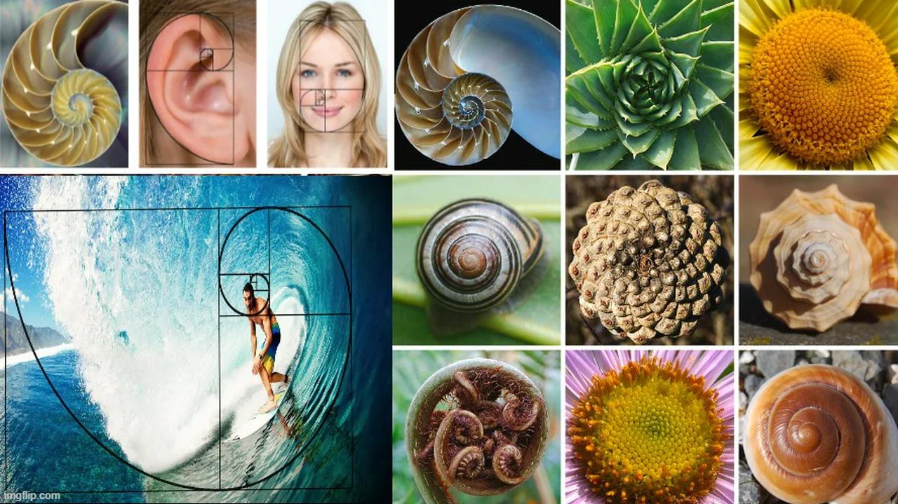Intelligent Design - Fibonacci - Golden Ratio - Our Creators Finger Print Is Everywhere!