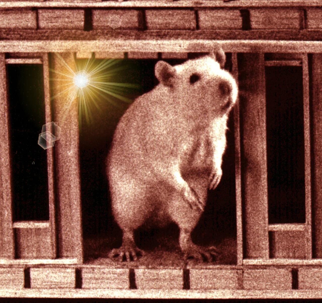 rat haus reality, ratical branch