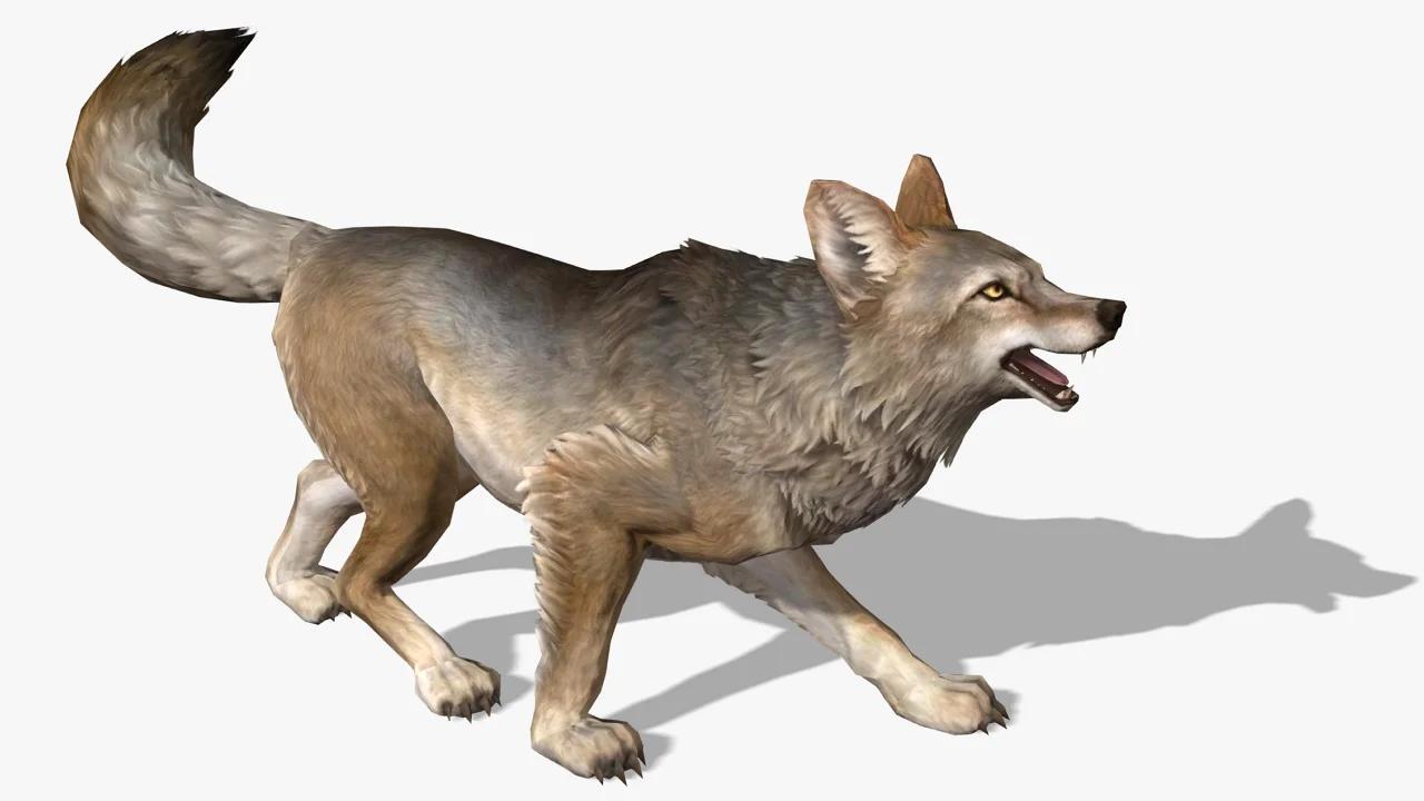 3D Coyote Animated