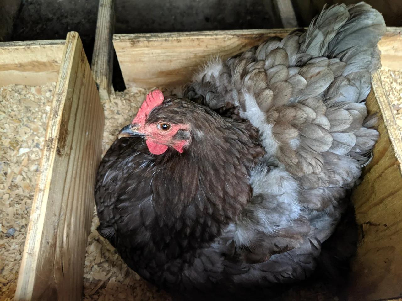 Chunks of life down on the homestead