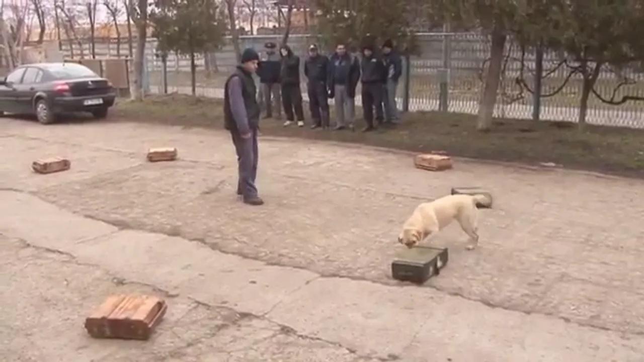 Mejores Razas De Perros Militares Y Policías - Top 10