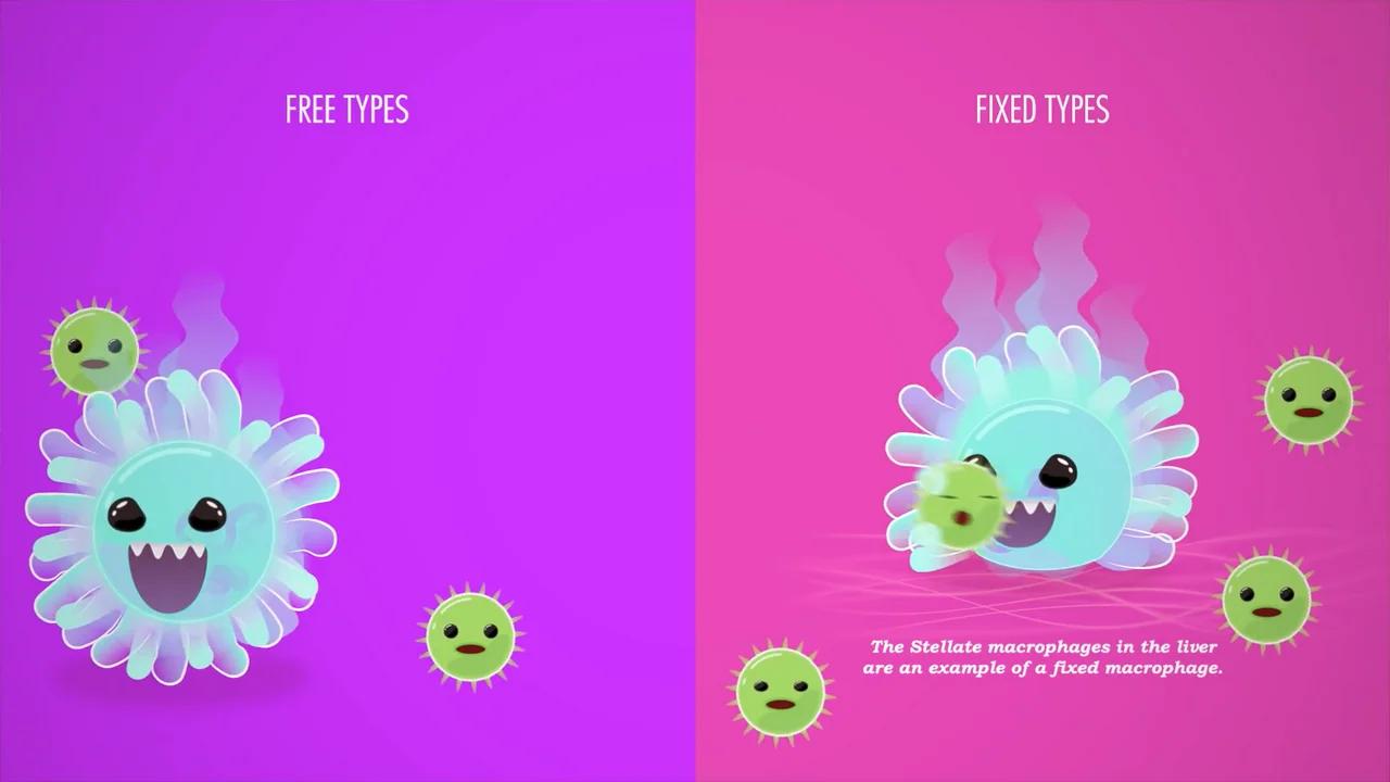 Immune System, Part 1: Crash Course A&P #45