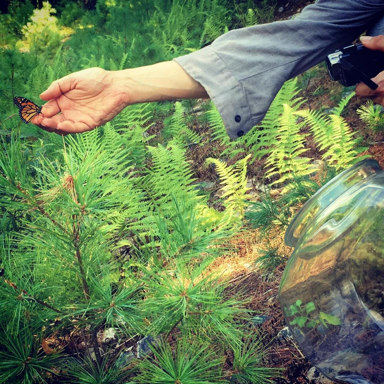 Releasing the Monarch