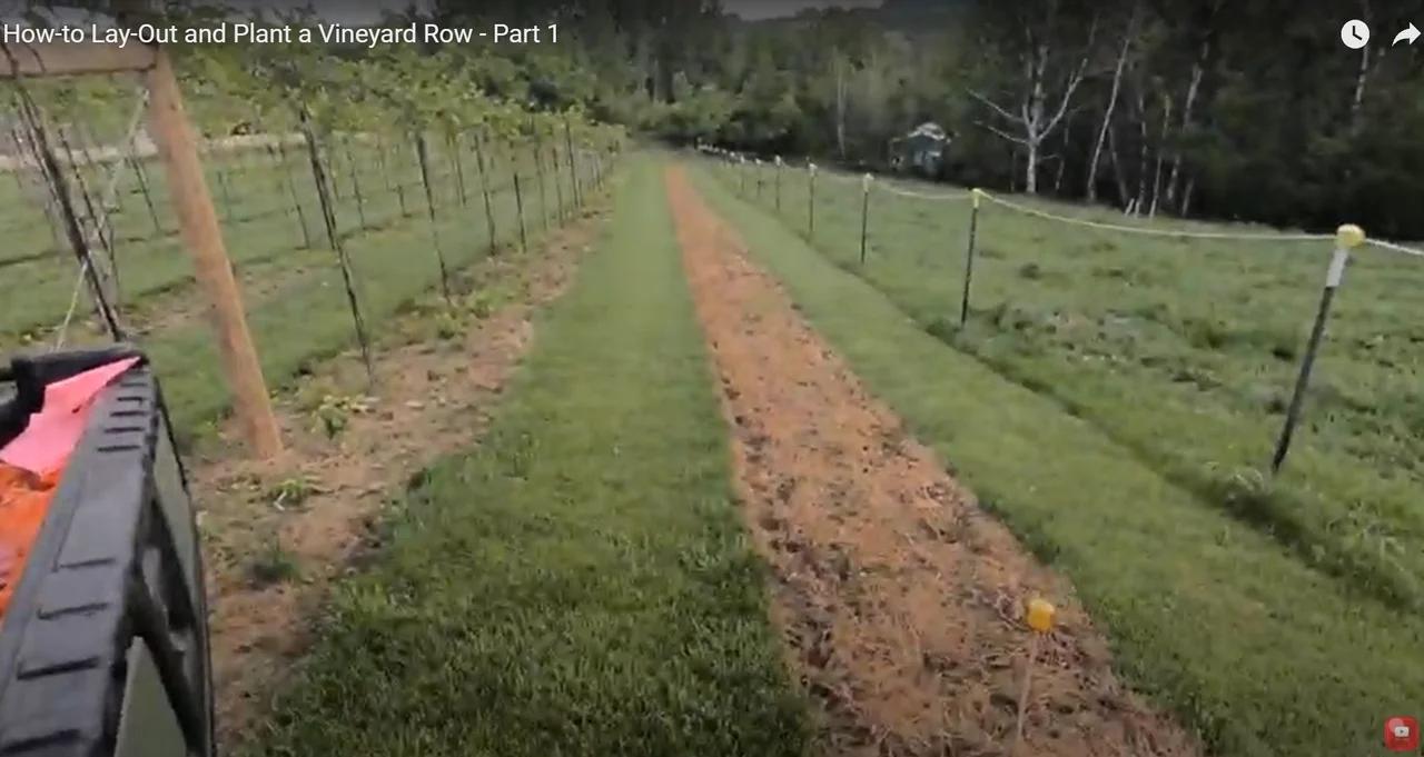 How to Lay Out and Plant a Vineyard Row, Part 1