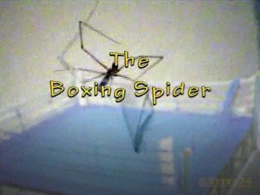 📹 Boxing Spider - Retro Clips 😃