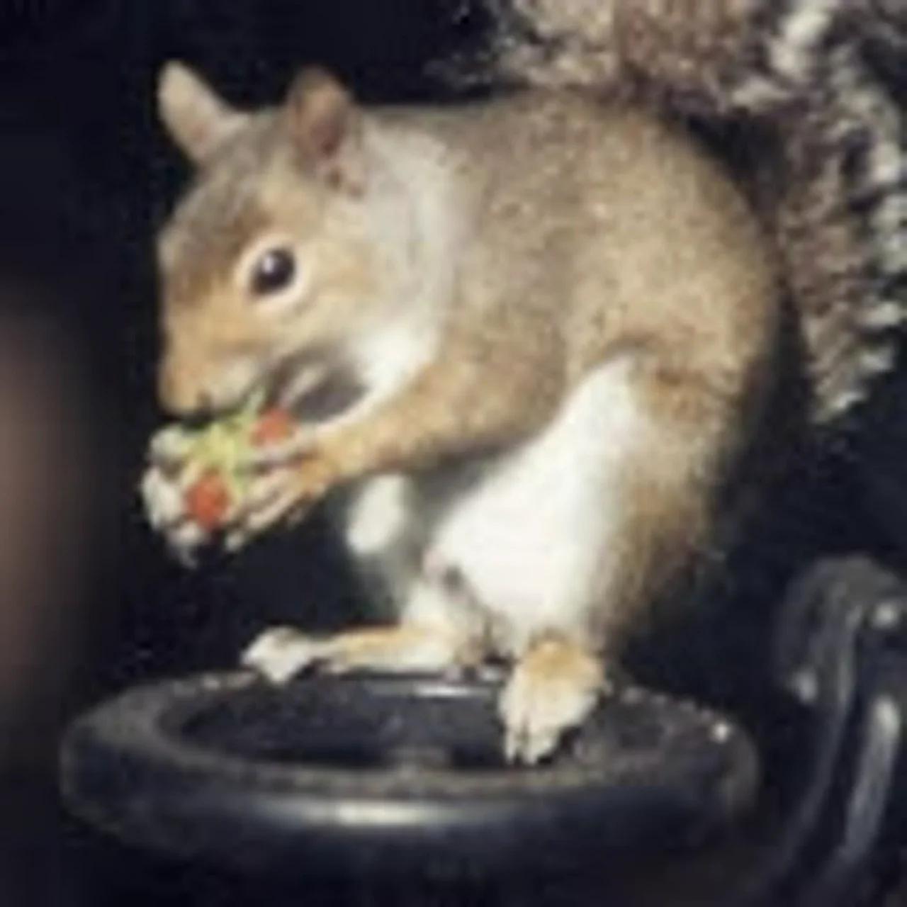 A former human being converted into Squirrel by ALIENS in the 1960's