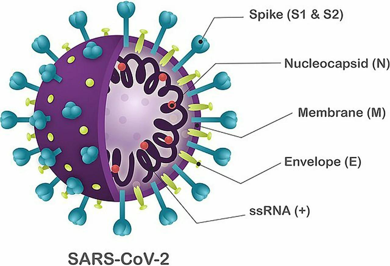 Can COVID vaccines shed spike proteins – and is that bad?