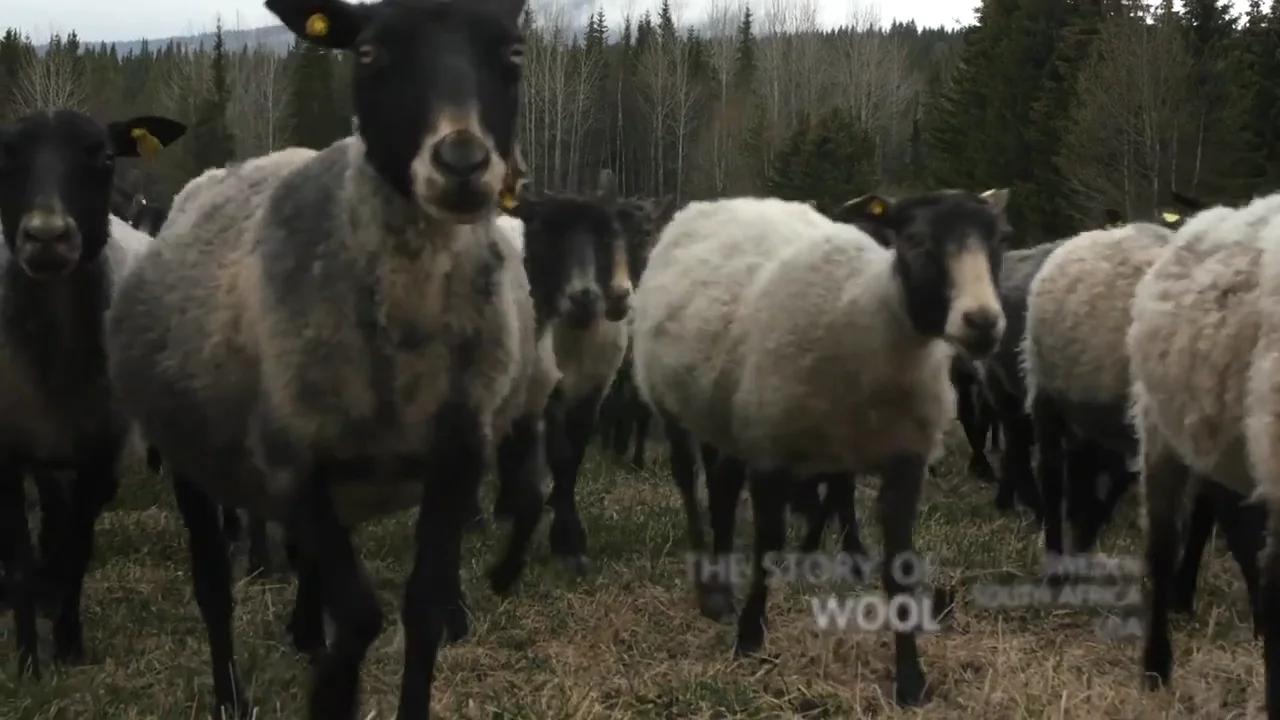 Regenerative Agriculture Documentary Part 3 of 4 | The Story Of Wool