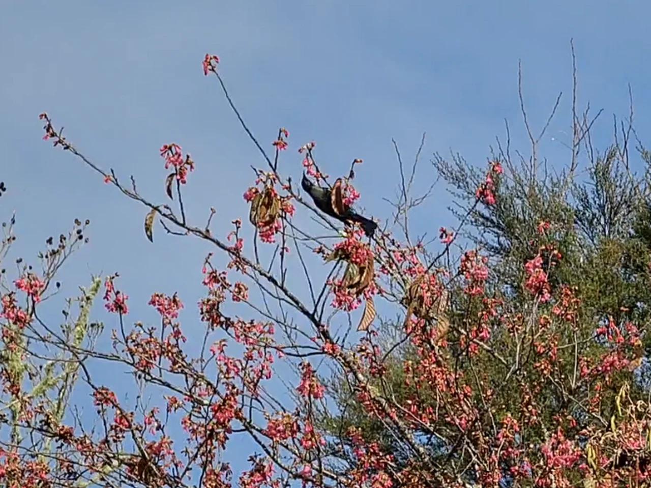 Tui birds sights and sounds