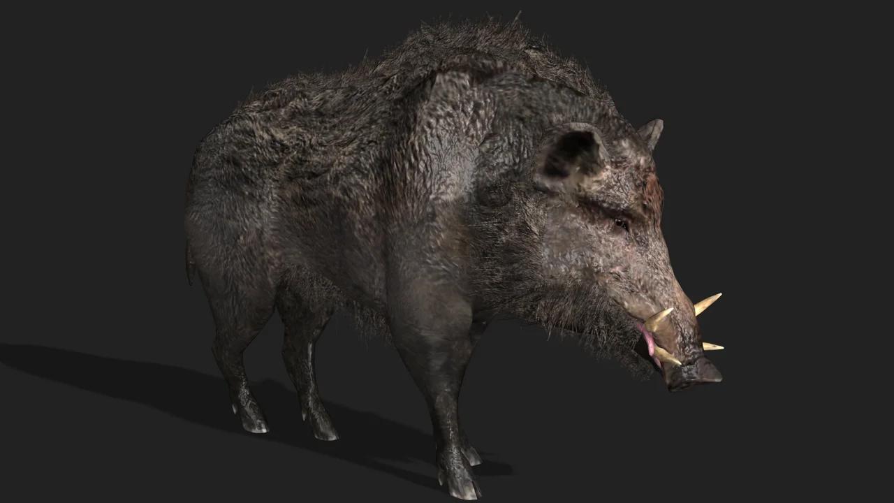 3D Wild Boar Animated
