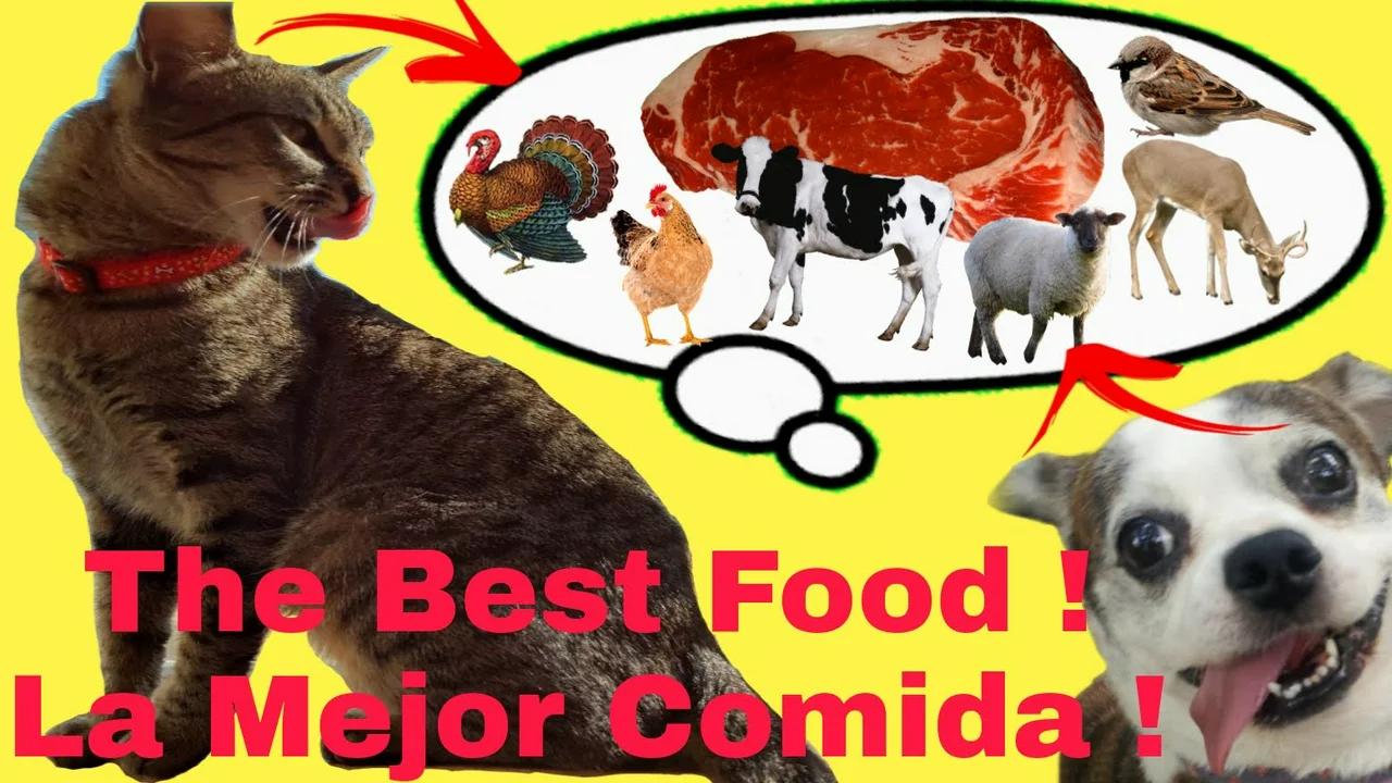 What Is The Best Food For Cats? La Mejor Comida Saludable Para Tus ...