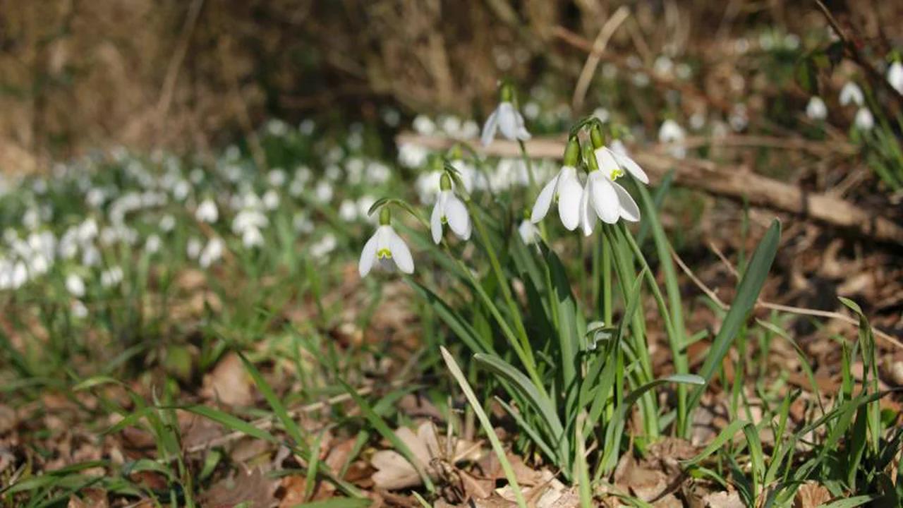 Spring is back - Photo