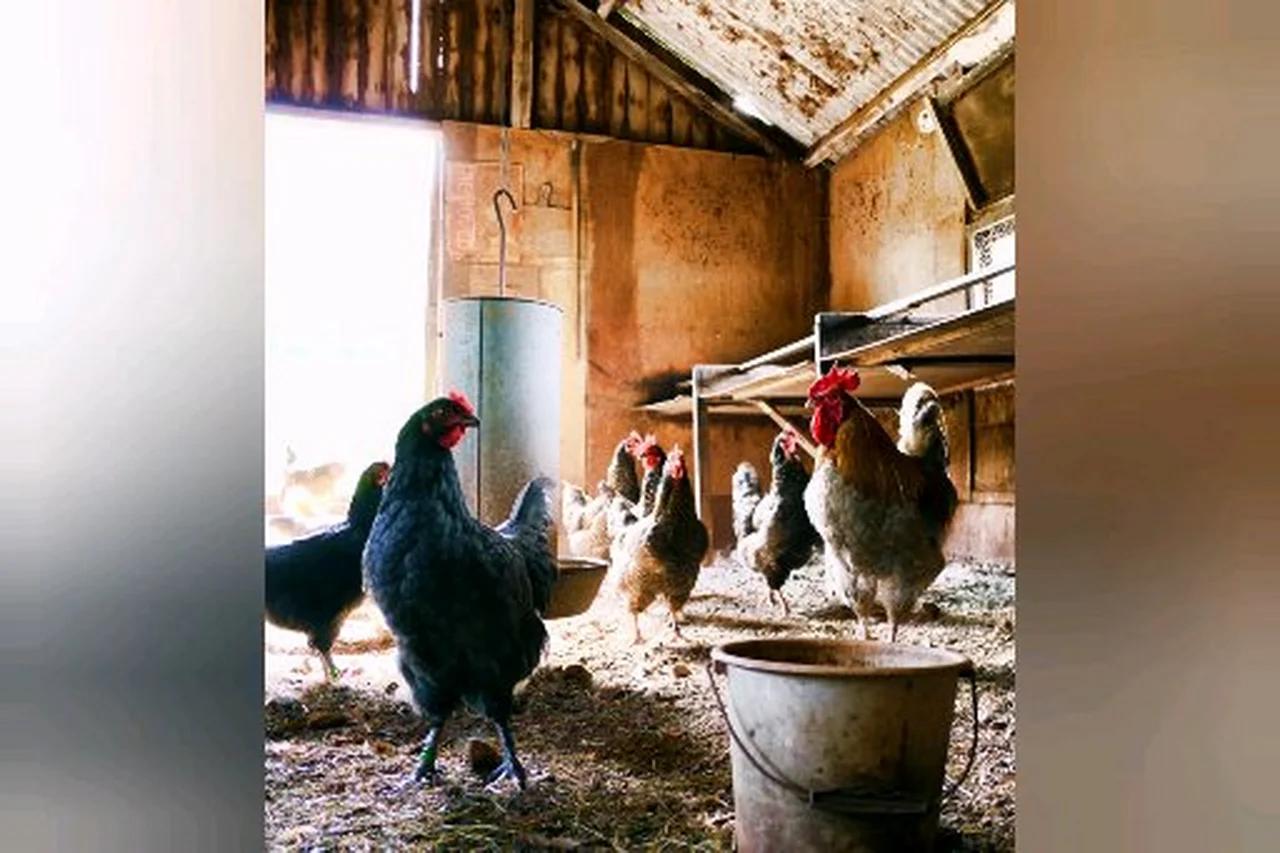 chiste para adultos del gallo poninas Alex para reír a carcajadas