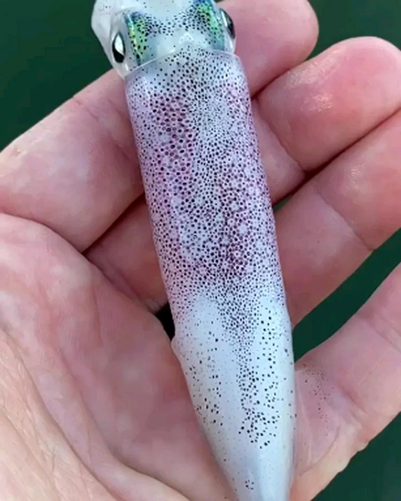 camoflaging skin-cells of a squid