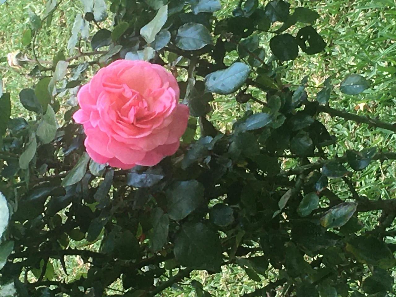 Rose tv