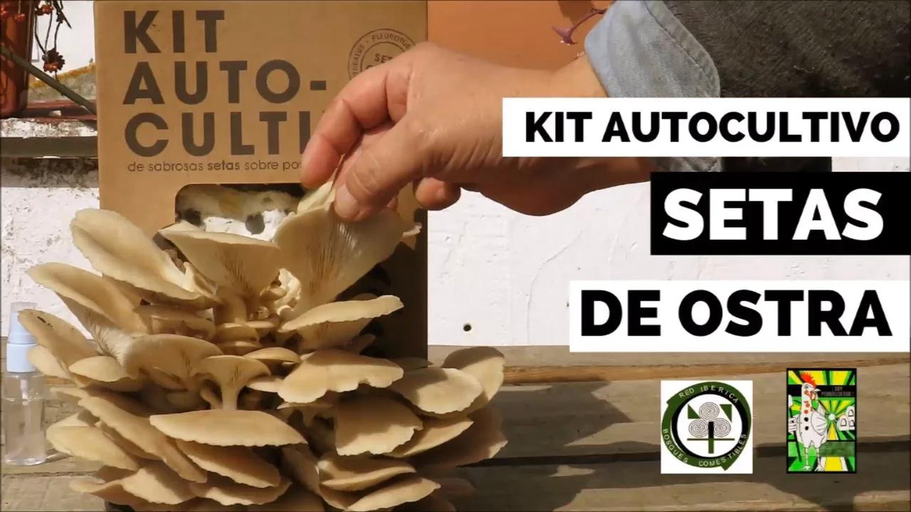 Kit Autocultivo de Setas Ostra