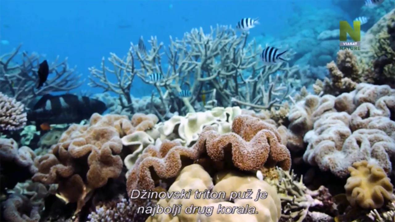 Veliki Koralni Greben - Dokumentarni Film Sa Prevodom