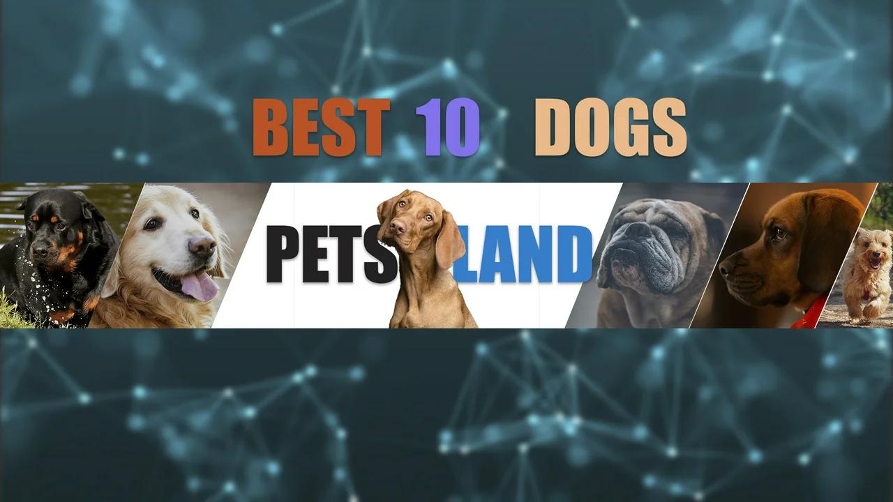Best Ten Dog Breeds