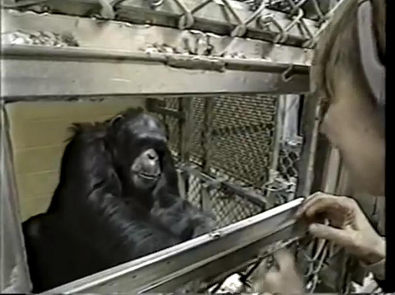 Kanzi An Ape Of Genius Part 1