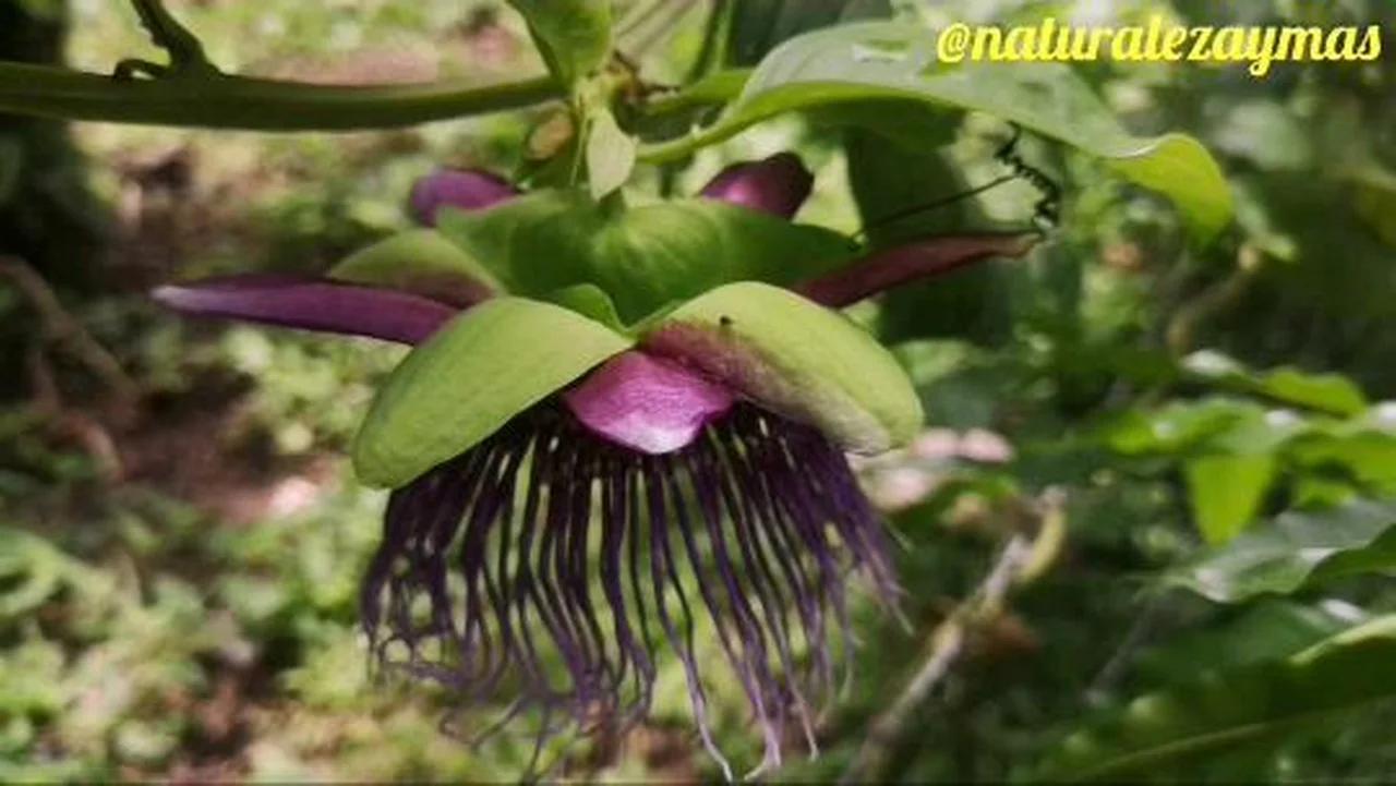 FLOR DE GRANADILLA REAL