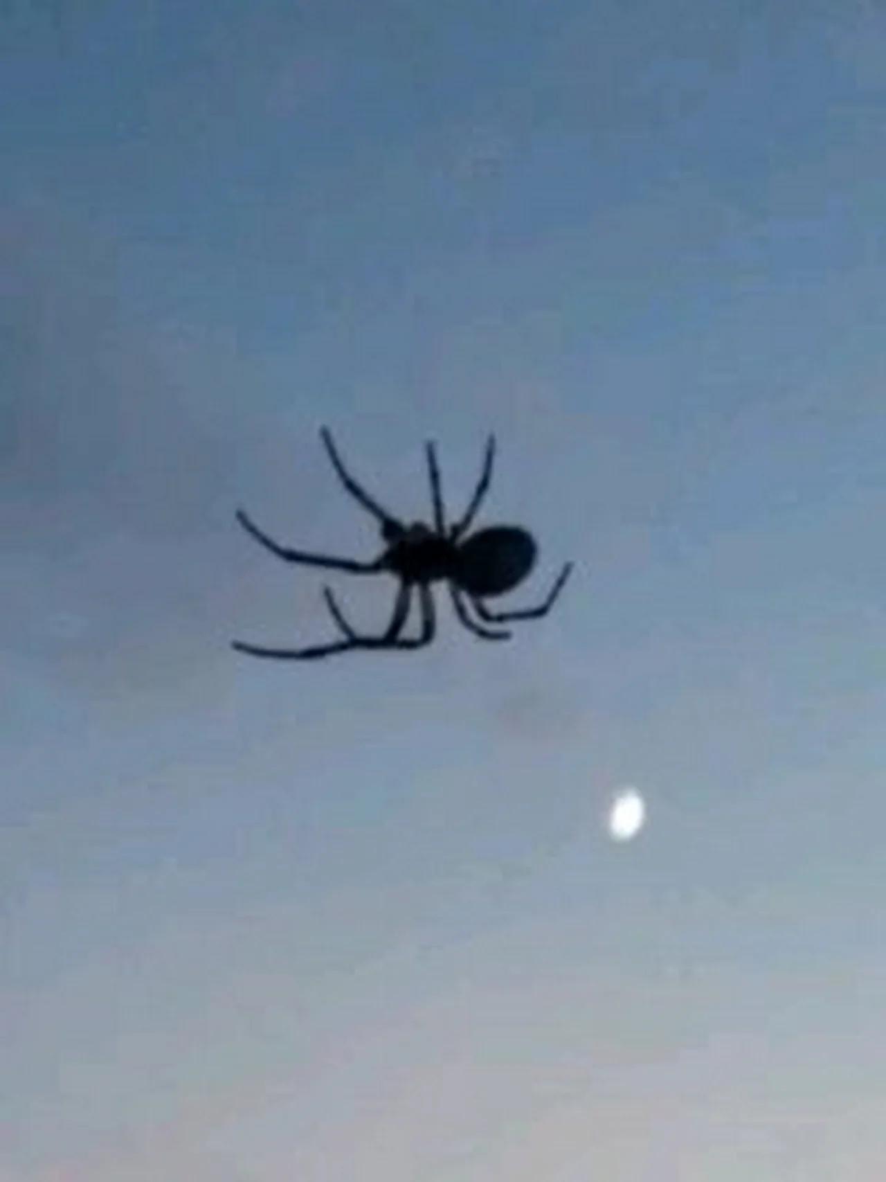 spider-moon-animation