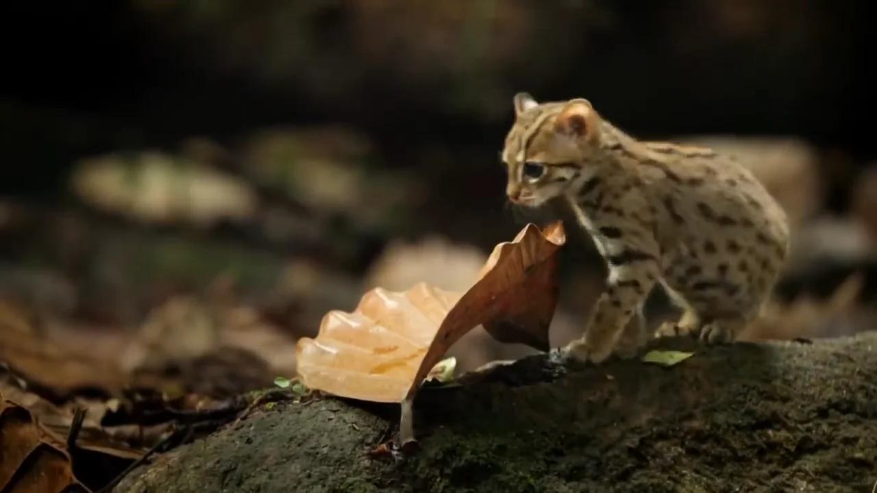 The smallest cat species in the world