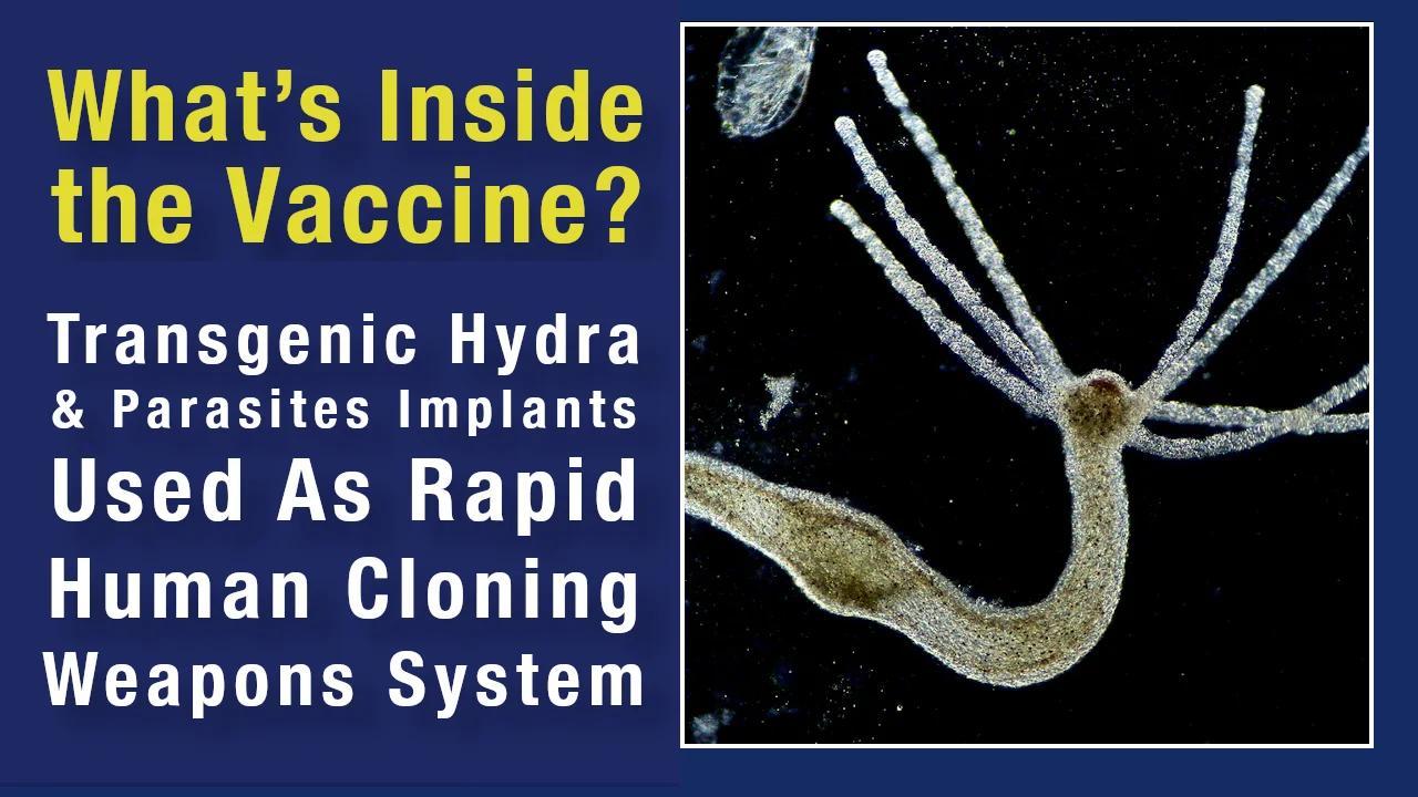 What’s Inside the Vaccine?... Transgenic Hydra & Parasite Implants Used ...