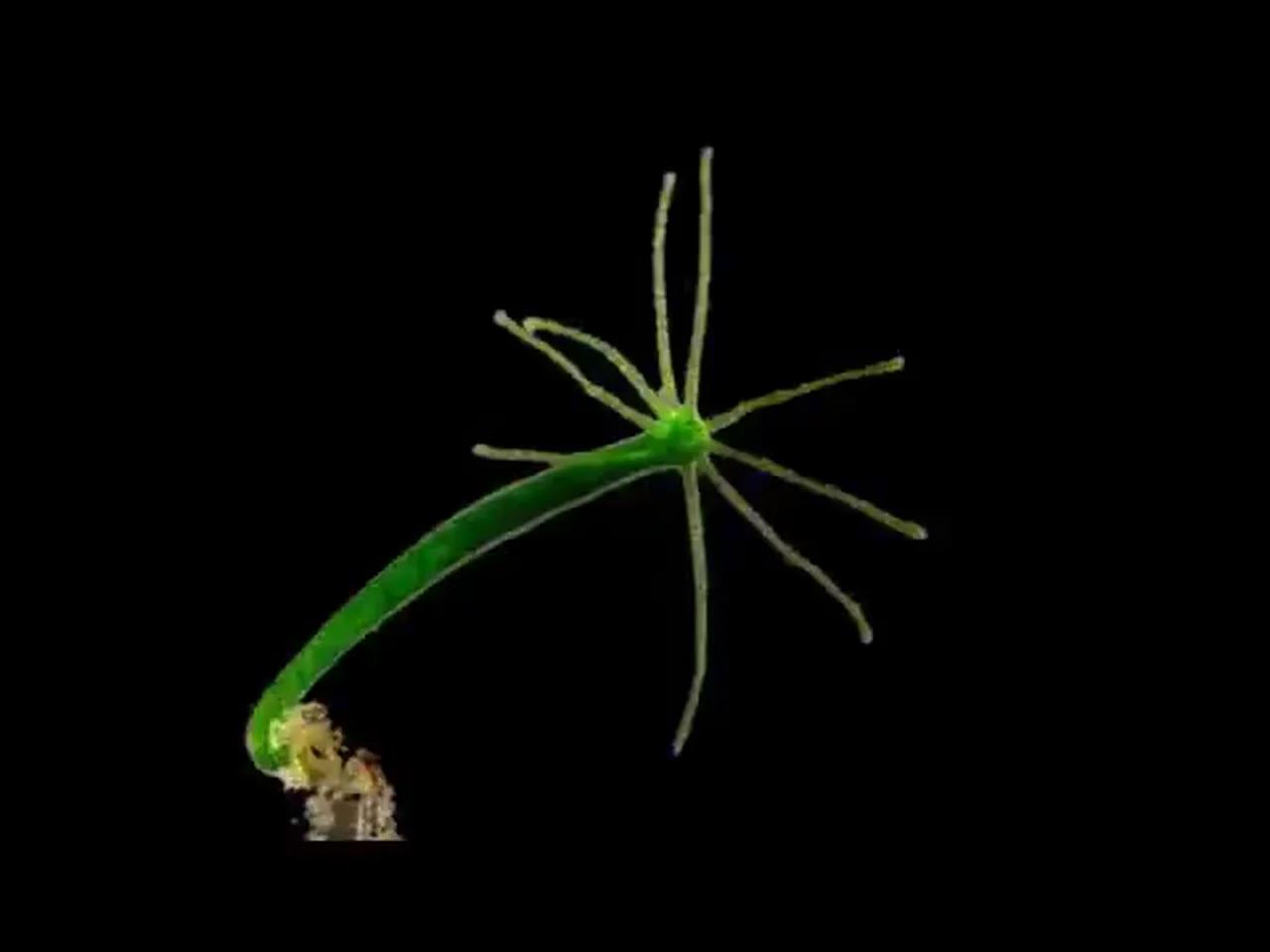 HYDRA LINNAEUS FOUND IN THE COVID JAB – WHAT IT IS AND WHAT IT’S ...