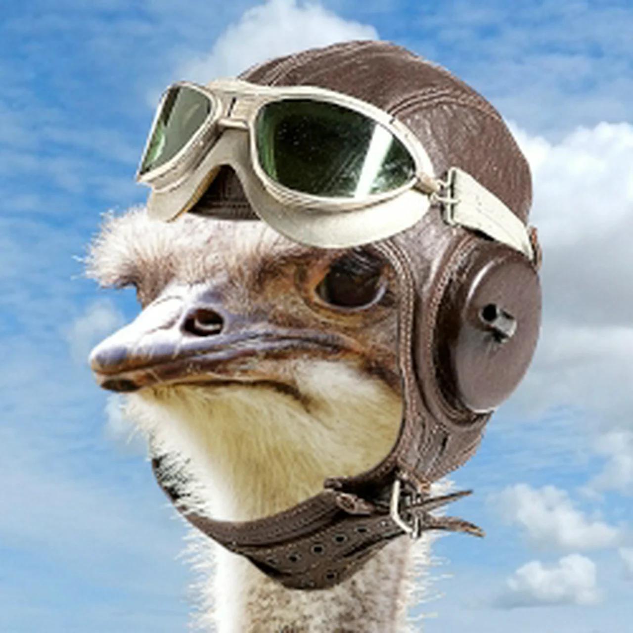 @Ostrich