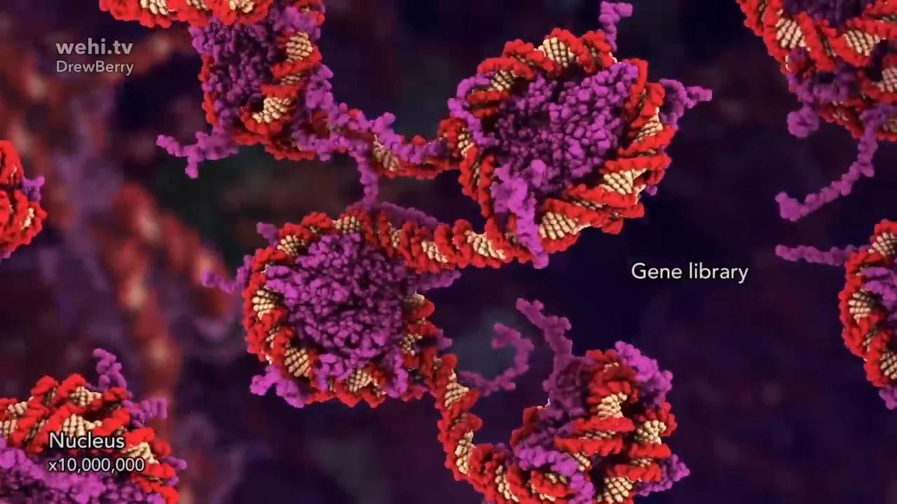 DNA animations