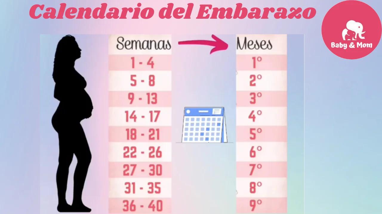 Calendario del Embarazo 📅- semanas/meses