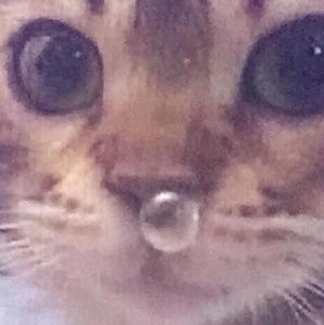 bub