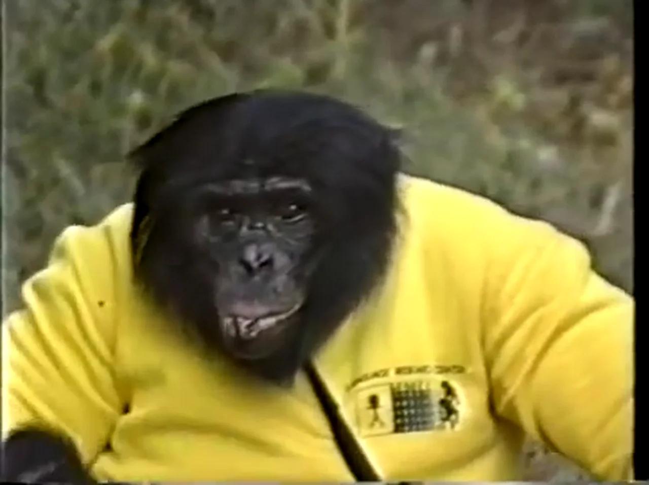 Kanzi An Ape Of Genius Part 4