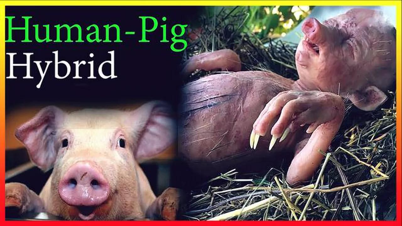 Human-Animal Hybrids And Never Before Seen Creatures... You Cannot ...