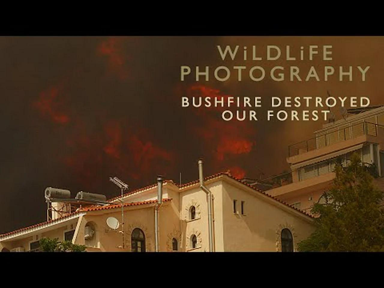 Wild Bushfire destroyed our forest
