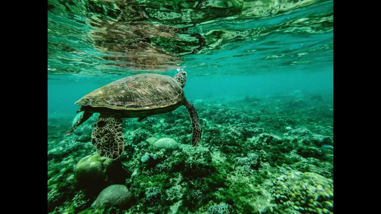 Chapter By Chapter Bible Reading Genesis 36