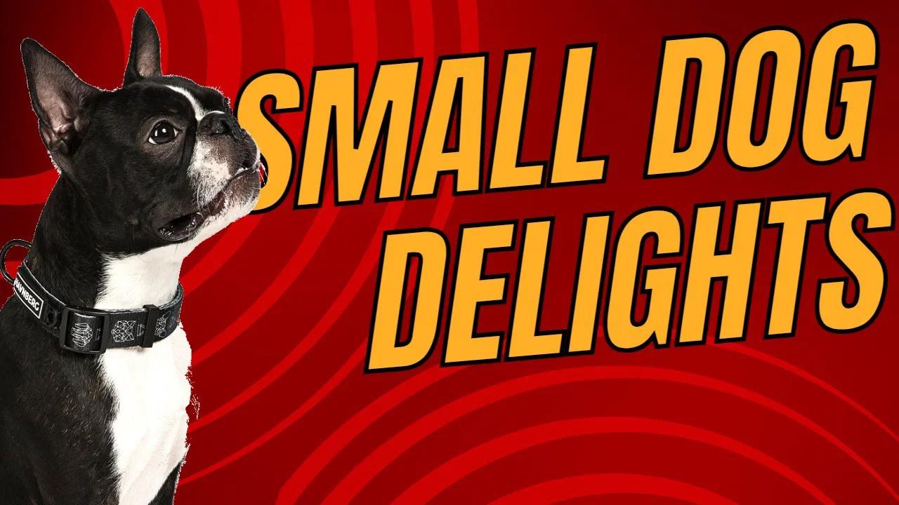 Best Small Dog Breeds For Seniors Choosing The Perfect Companion