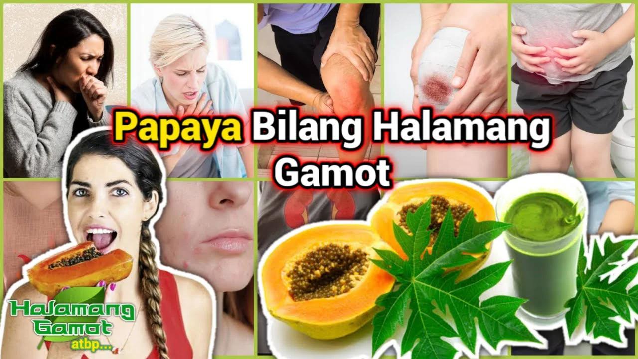 Papaya Bilang Halamang Gamot | Halamang Gamot ATBP