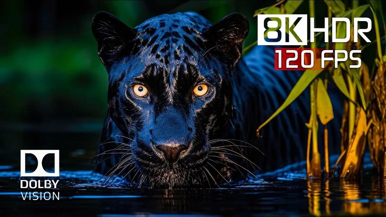 8K HDR Video ULTRA HD 120FPS - Dolby Vision